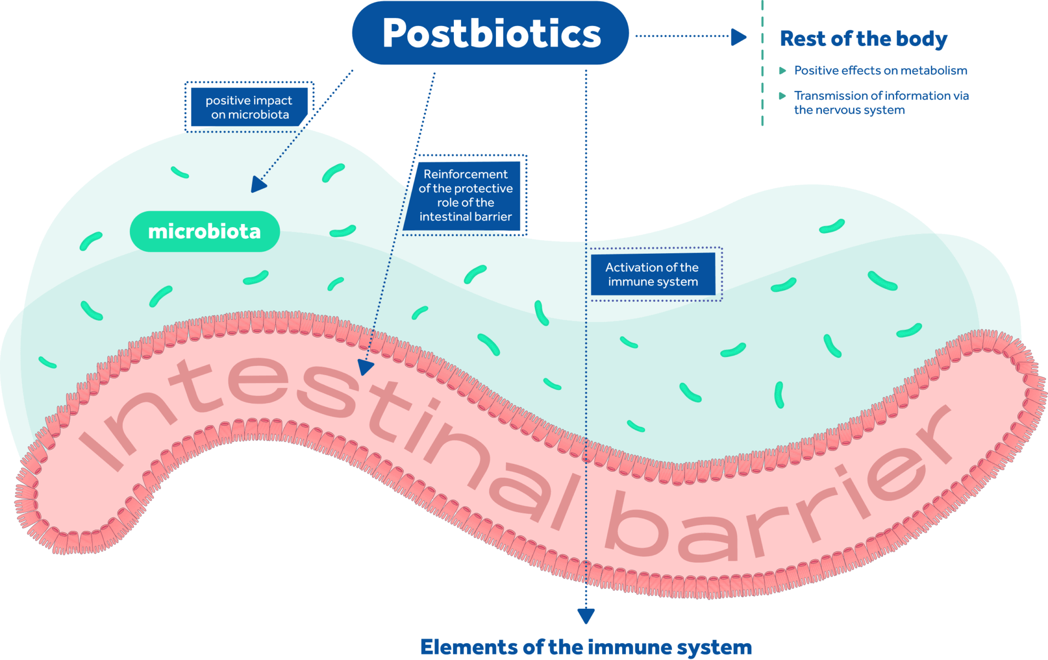 What are postbiotics? - About postbiotics